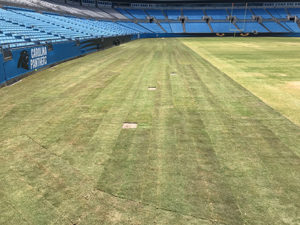Tifway 419 Bermuda Grass - Turf Connections
