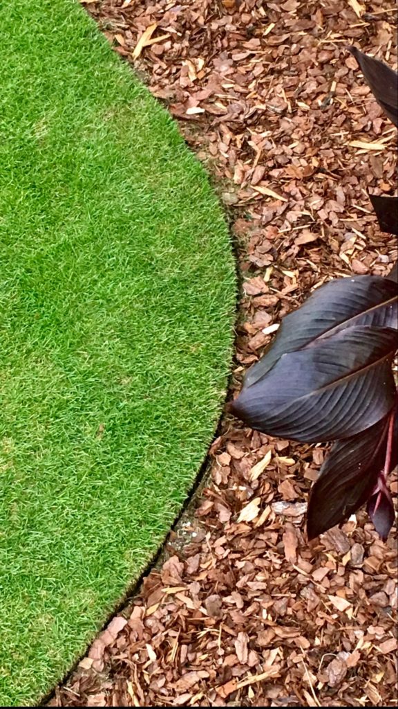 Low-Mow Cavalier Zoysia™ Grass - Turf Connections